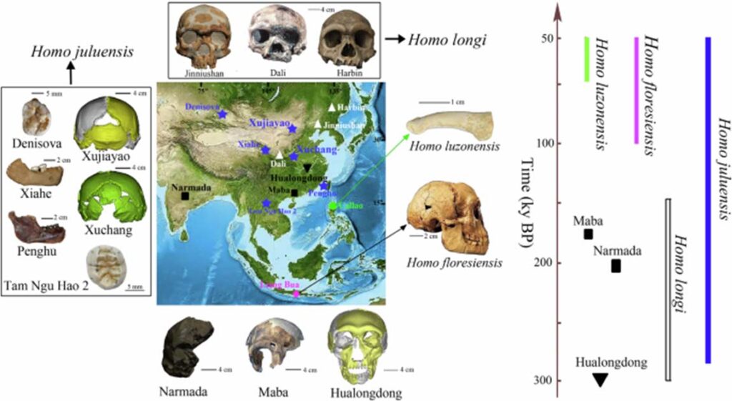 Homo Juluensis: “Bigheads” Join the Growing List of Proto-Humans ...