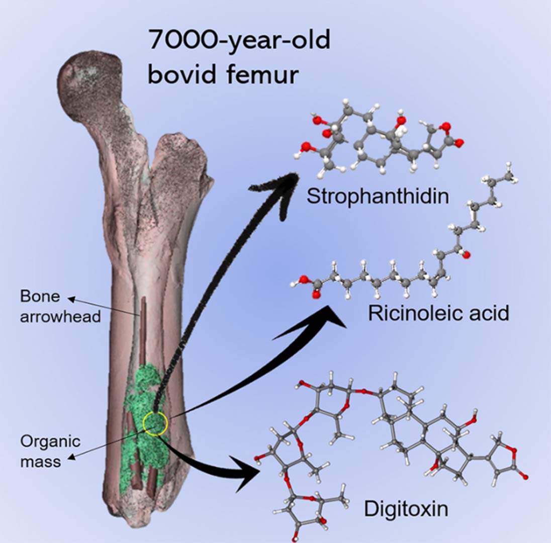 7,000-Year-Old Bone Arrowheads Held a Complex Poison, Study Finds ...