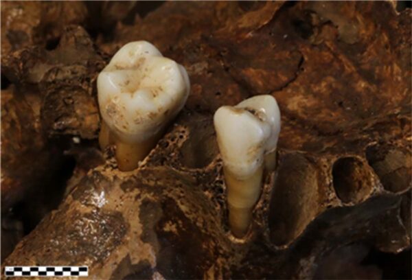 The Cranium from the Octagon: Do We Have the Skull of Cleopatra’s ...