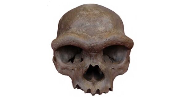True Identity of ‘Dragon Man’ Confirmed: Northeast China Denisovan ...