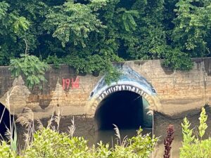 Matawan Man-Eater Mystery: Revisiting the 1916 Shark Attacks ...