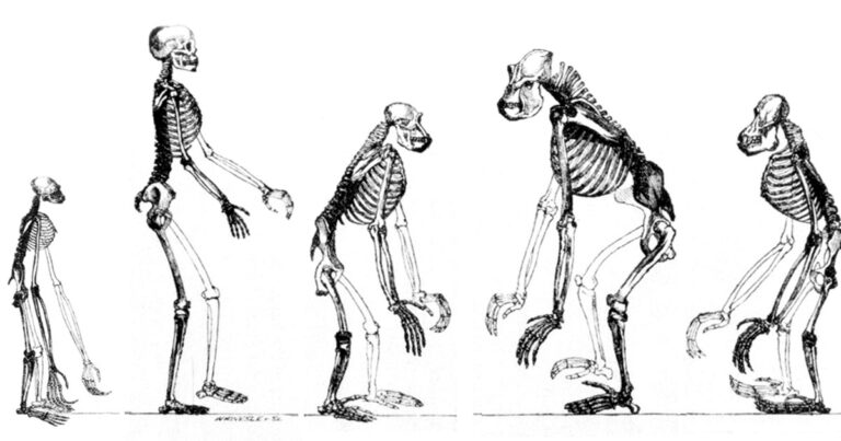 Key Genetic Changes in Human Pelvis Enabled Upright Walking ...