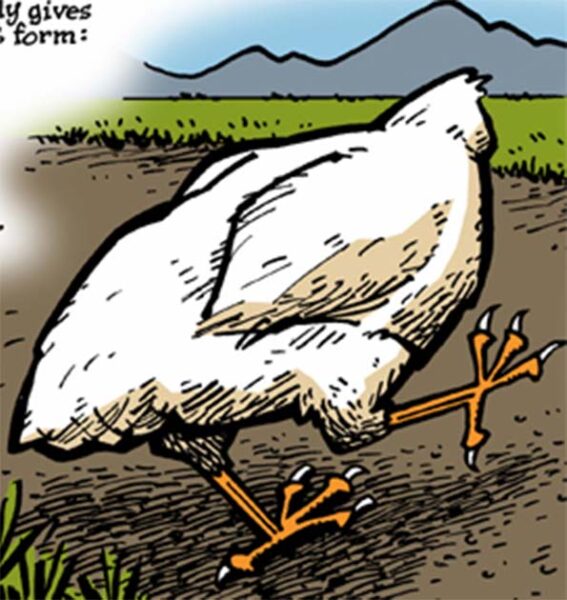 Mike the Headless Chicken—The Rooster That Defied Death - AllThatHistory